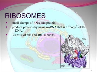 Cell structure & function | PPT