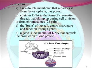 Cell structure & function | PPT