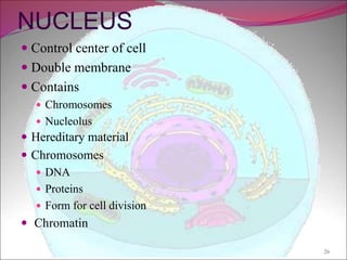 Cell structure & function | PPT