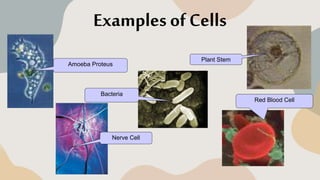 Cell_structure_function.ppt