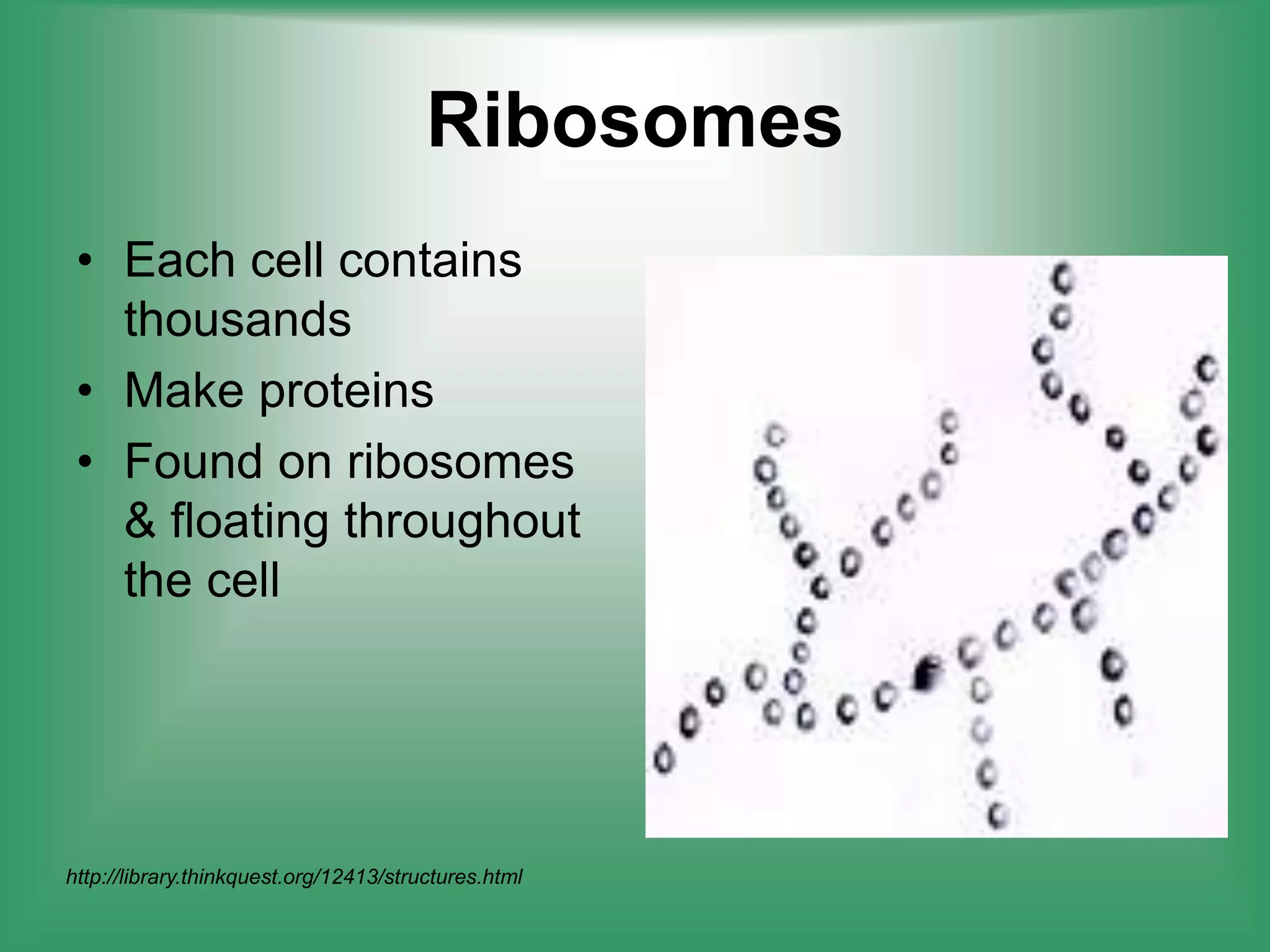 Cell_structure_function.ppt