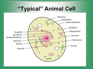 Cell_structure_function.ppt