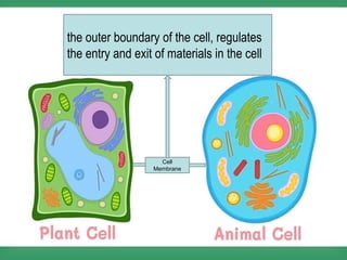 Cell_structure_function.ppt