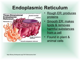 Rough Endoplasmic Reticulum Function Plant Cell