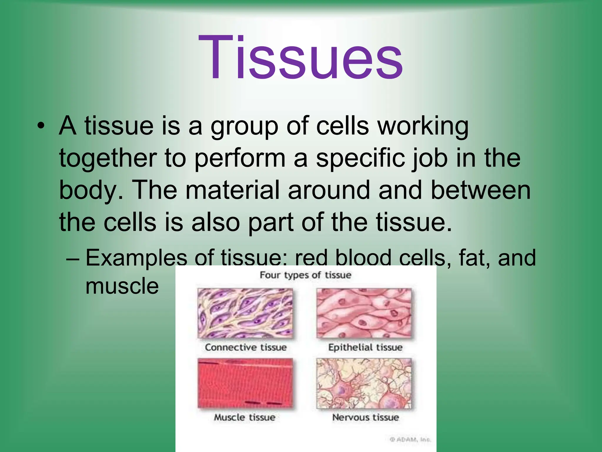Cell_structure_function GRADE10 FOR CAPS.ppt