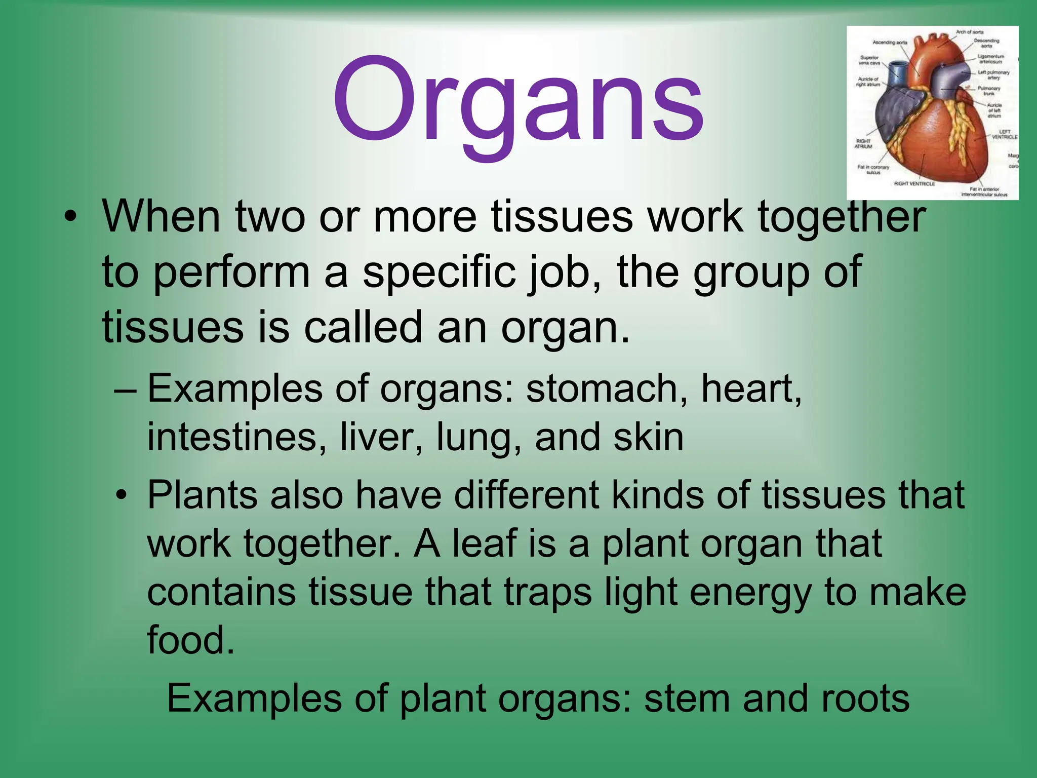 Cell_structure_function GRADE10 FOR CAPS.ppt