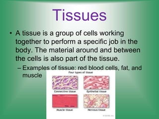 Cell_structure_function GRADE10 FOR CAPS.ppt