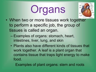 Cell_structure_function GRADE10 FOR CAPS.ppt