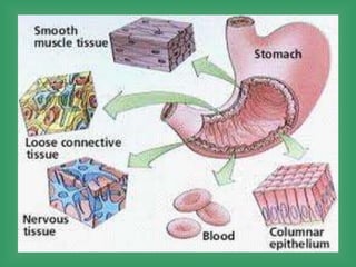 Cell_structure_function GRADE10 FOR CAPS.ppt