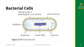 CELL STRUCTURE AND FUNCTION FOR CAMBRIDGE IGCSE | PPT
