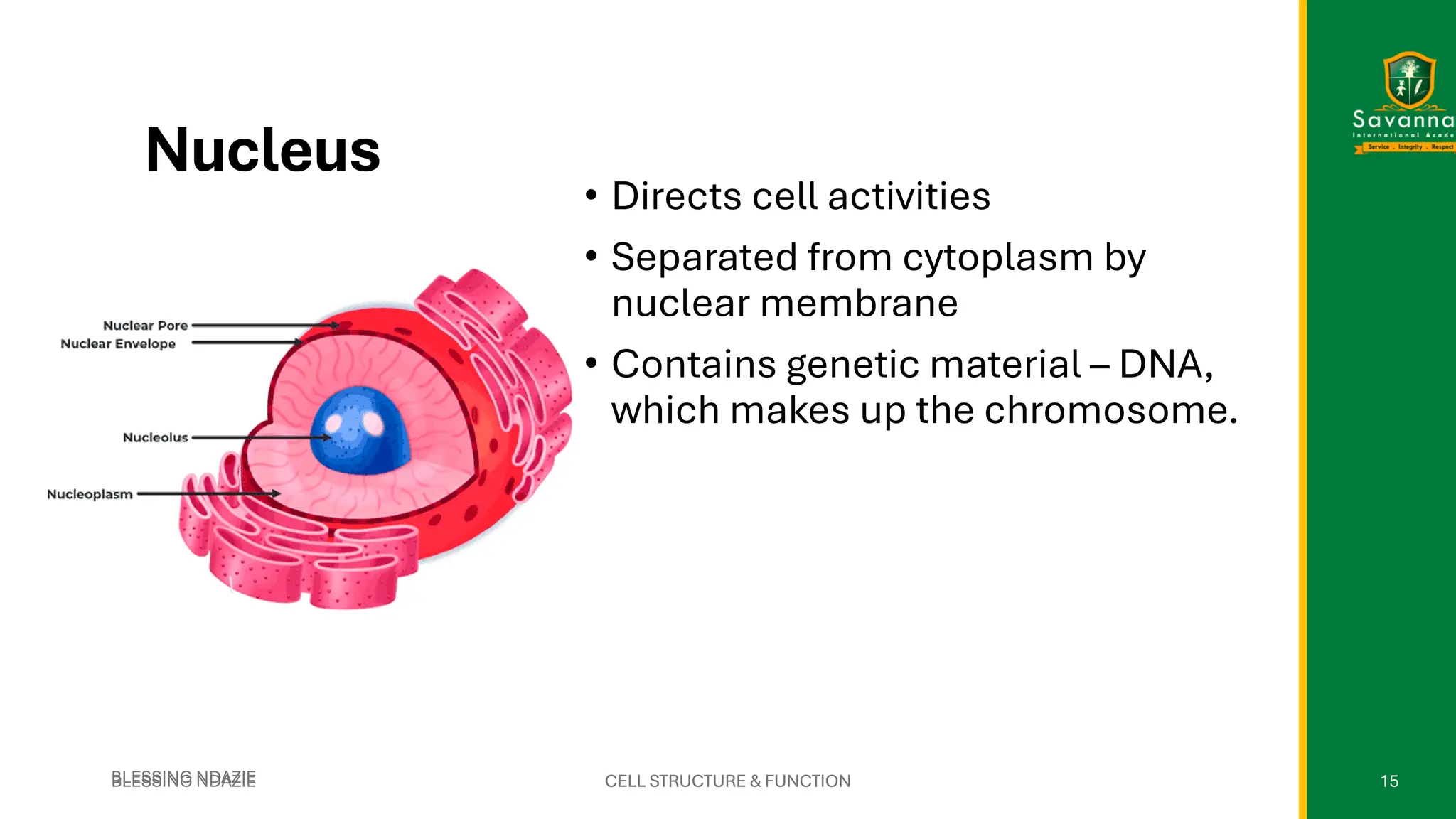 Cell Structure And Function Cambridge Igcse Biology Pdf