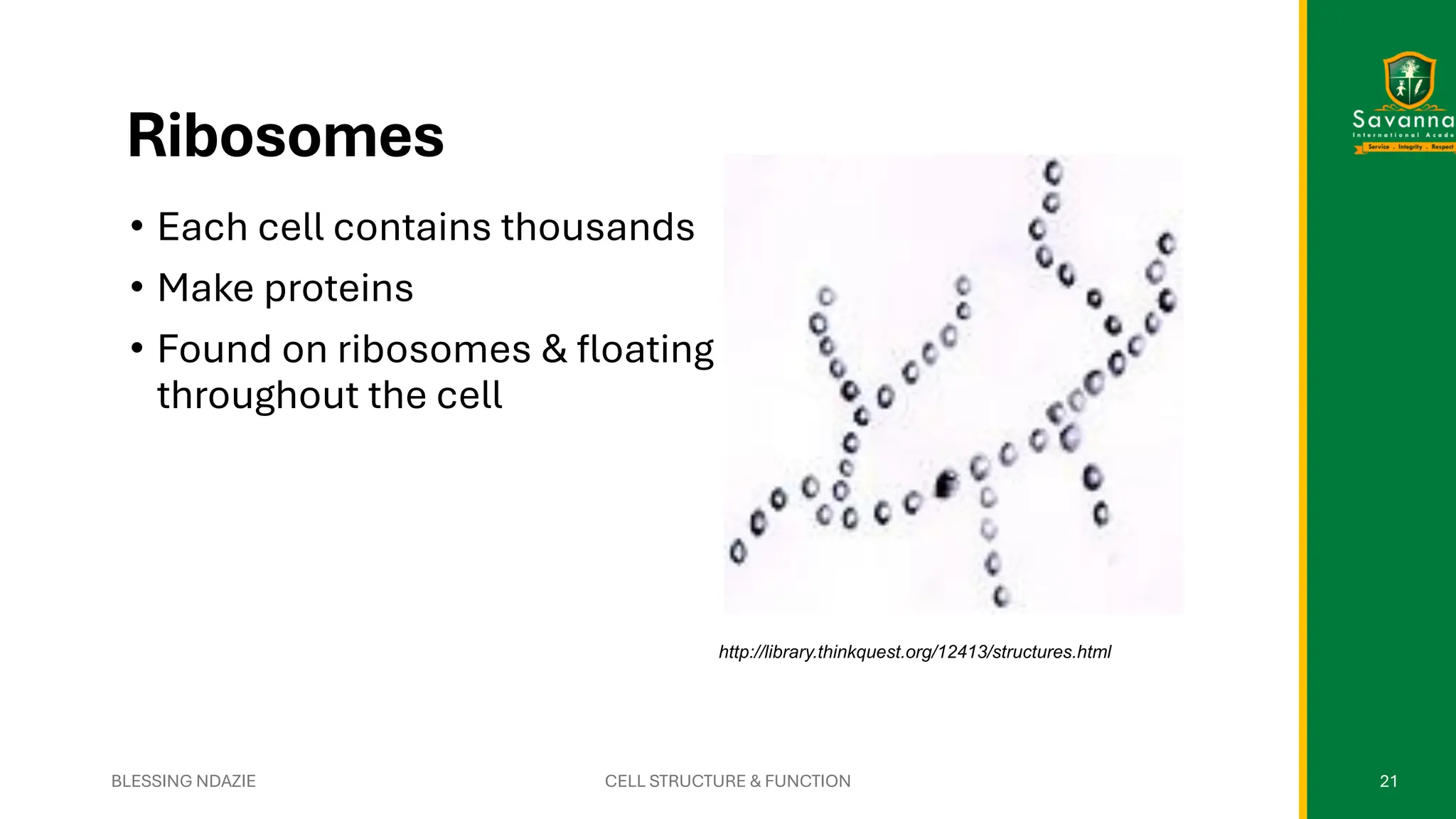 Cell Structure And Function Cambridge Igcse Biology Pdf