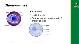 Cell Structure & Function | Cambridge IGCSE Biology | PDF