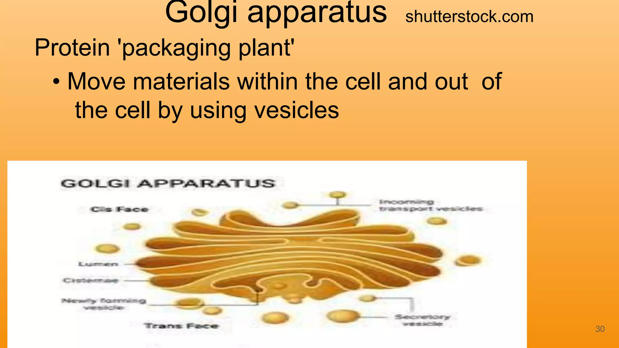 Cell structure,functions,organelles | PPT