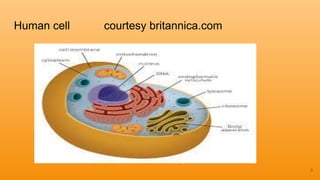 Cell structure,functions,organelles | PPT