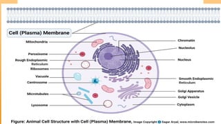 Cell structure,functions,organelles | PPT