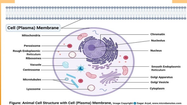 Cell structure,functions,organelles | PPT