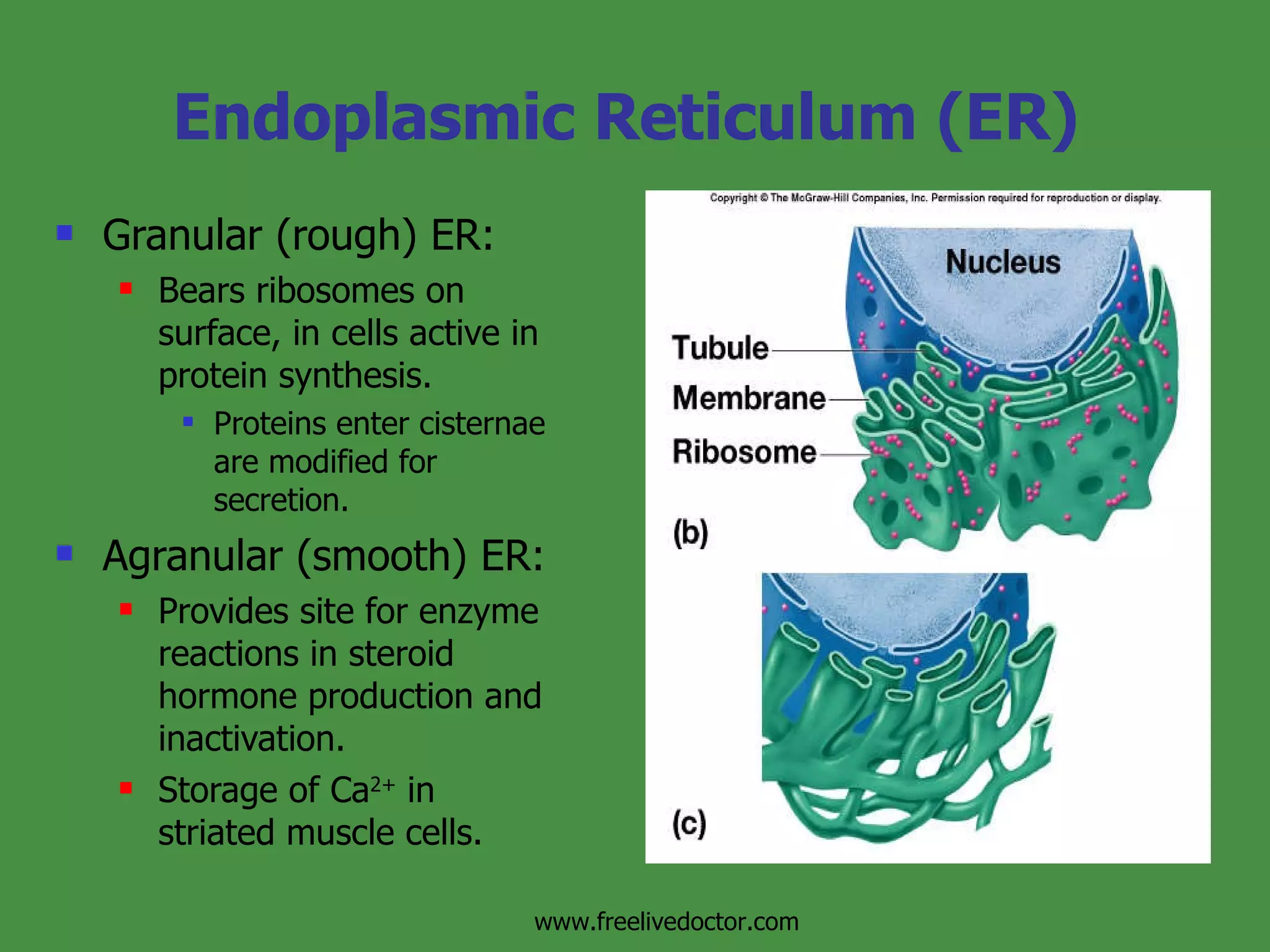 Glucose Metabolism | PPT