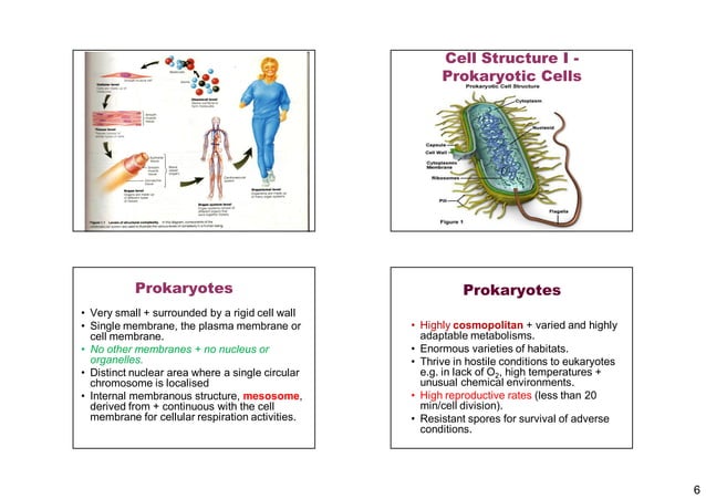 Cell structure I 2011 [Compatibility Mode].pdf
