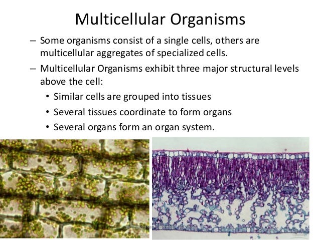Cell structure & its organisation