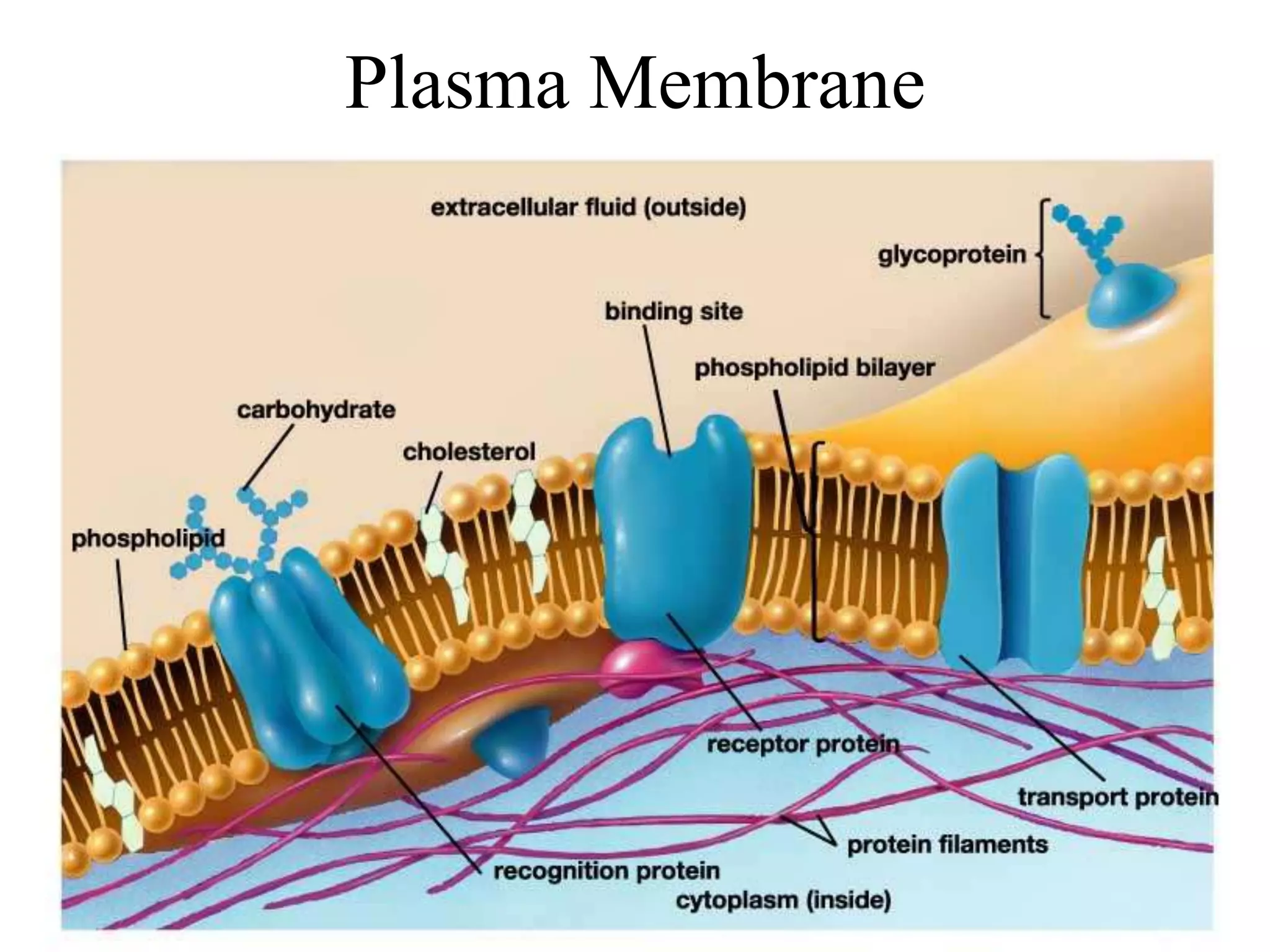 Cell Structure Lecture.ppt