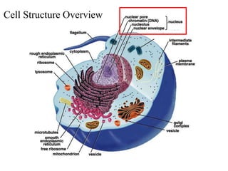 Cell Structure Lecture.ppt
