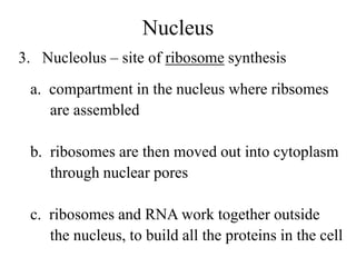 Cell Structure Lecture.ppt