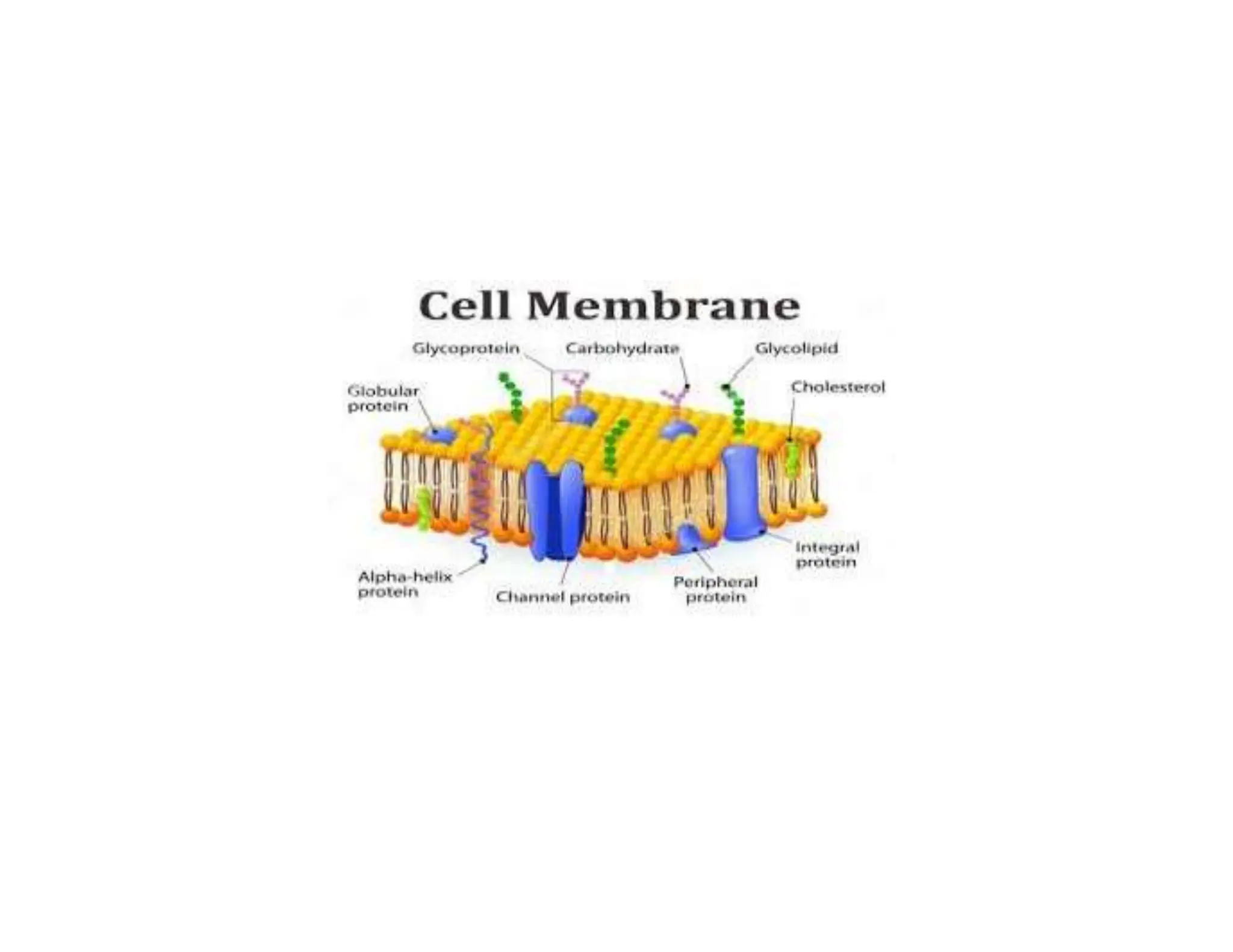 cell structure and cell membrain // cell | PPT