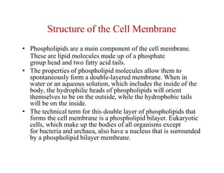 cell structure and cell membrain // cell | PPT