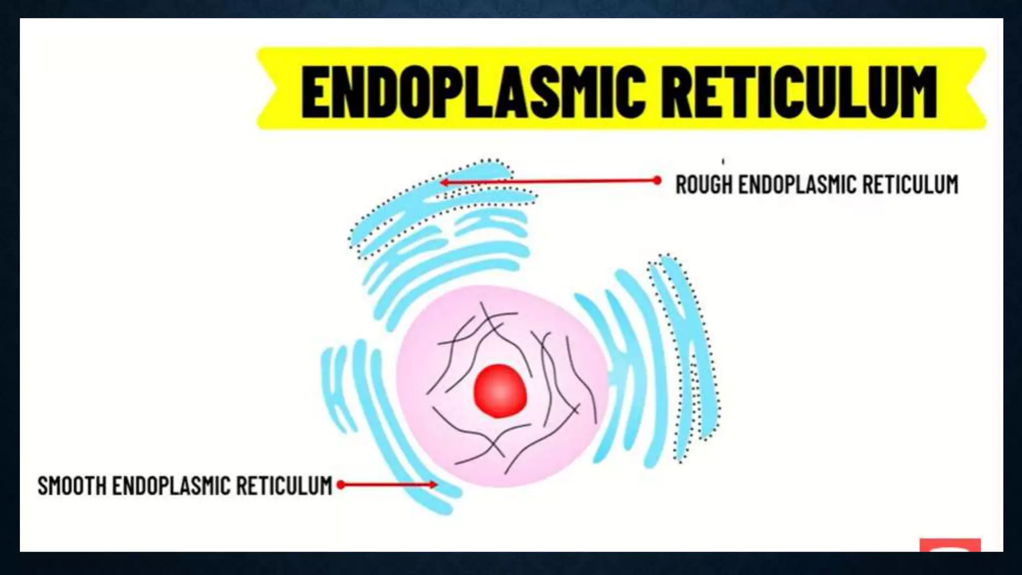 cell structure nd functions.pptx