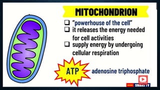 cell structure nd functions.pptx