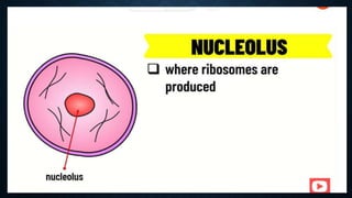 cell structure nd functions.pptx