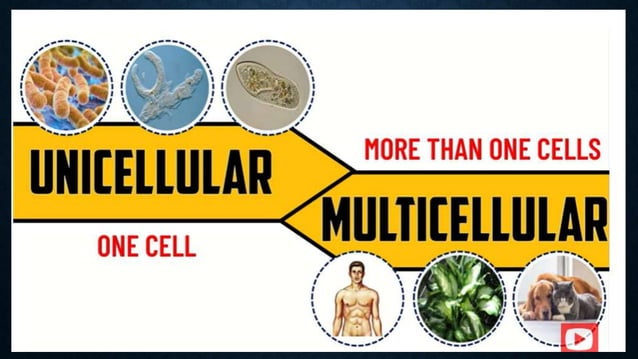 cell structure nd functions.pptx