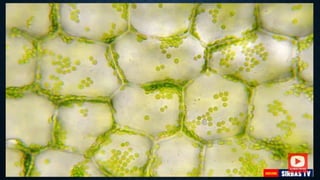 cell structure nd functions.pptx