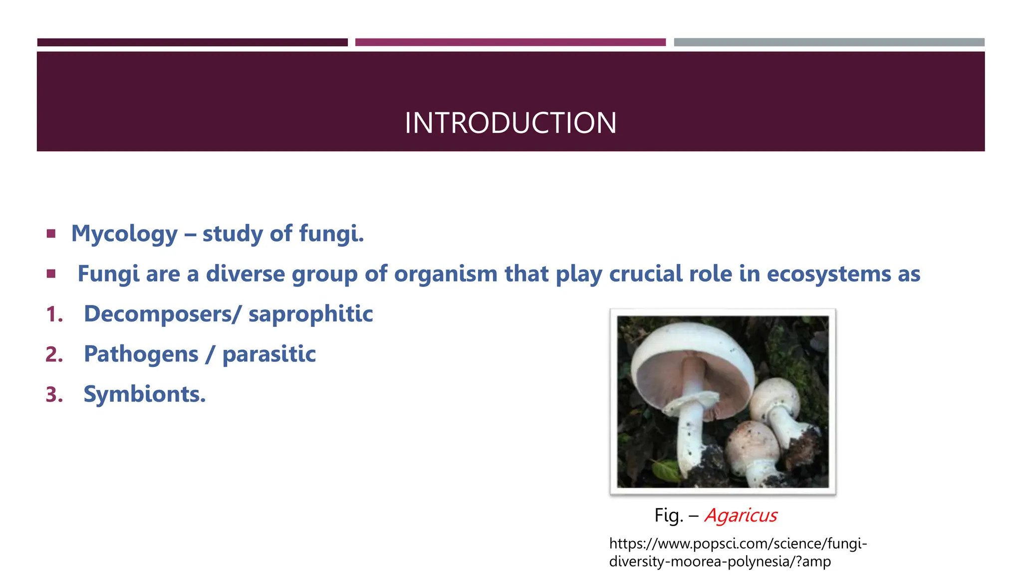 cell Structure of fungi unicellular and multicellular | PPTX