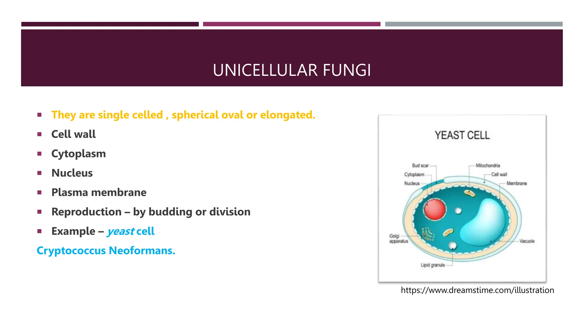 cell Structure of fungi unicellular and multicellular | PPTX