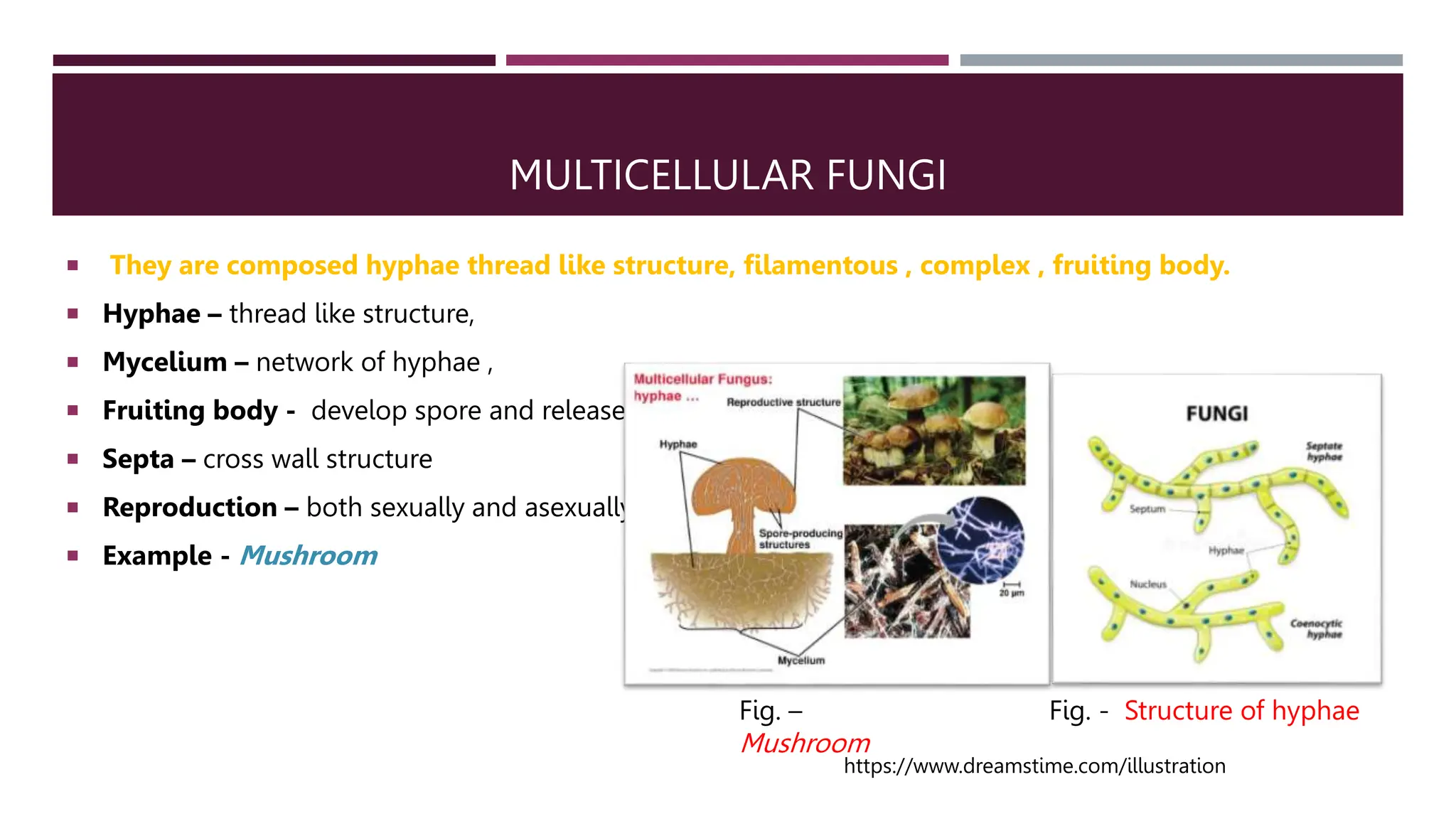 cell Structure of fungi unicellular and multicellular | PPTX