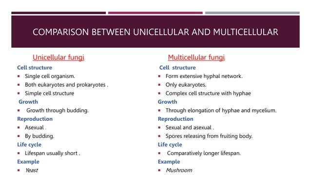 cell Structure of fungi unicellular and multicellular | PPTX