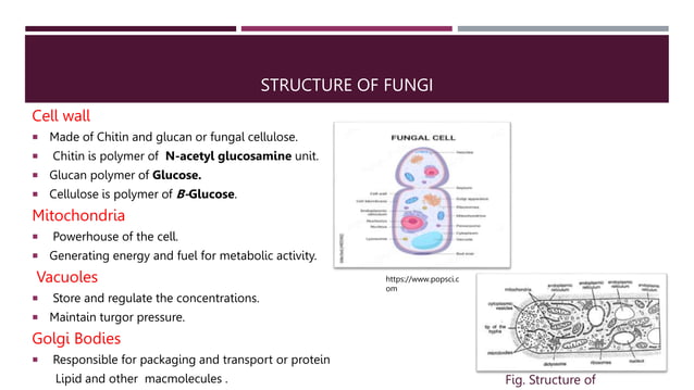 cell Structure of fungi unicellular and multicellular | PPTX