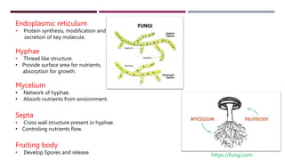 cell Structure of fungi unicellular and multicellular | PPTX