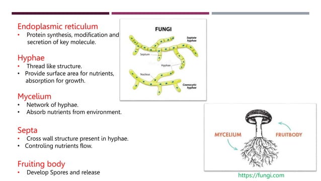 cell Structure of fungi unicellular and multicellular | PPTX
