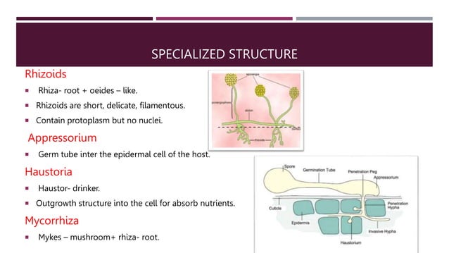 cell Structure of fungi unicellular and multicellular | PPTX