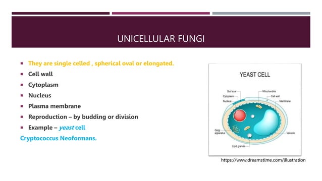 cell Structure of fungi unicellular and multicellular | PPTX