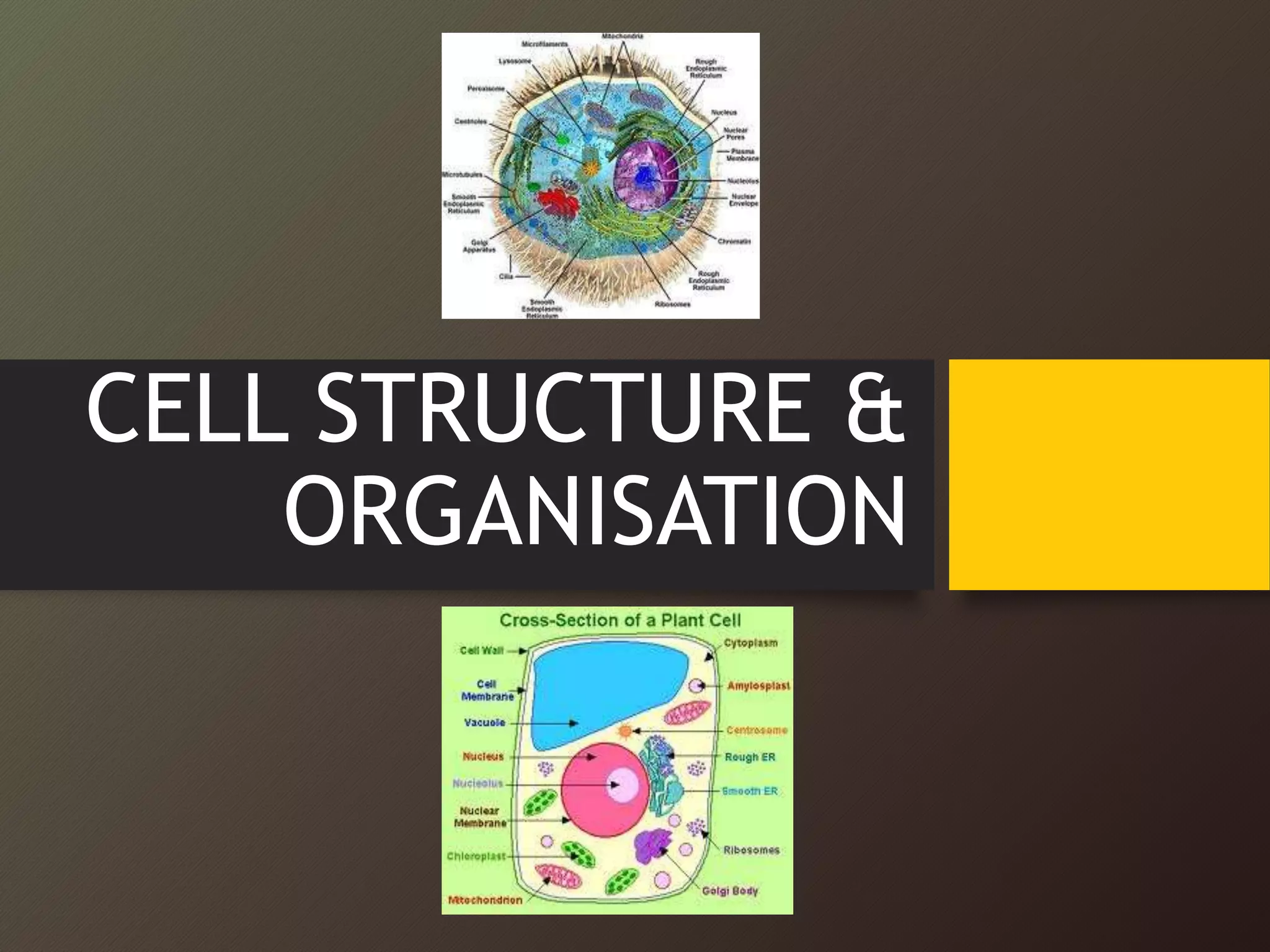 Cell structure & organisation | PPTX