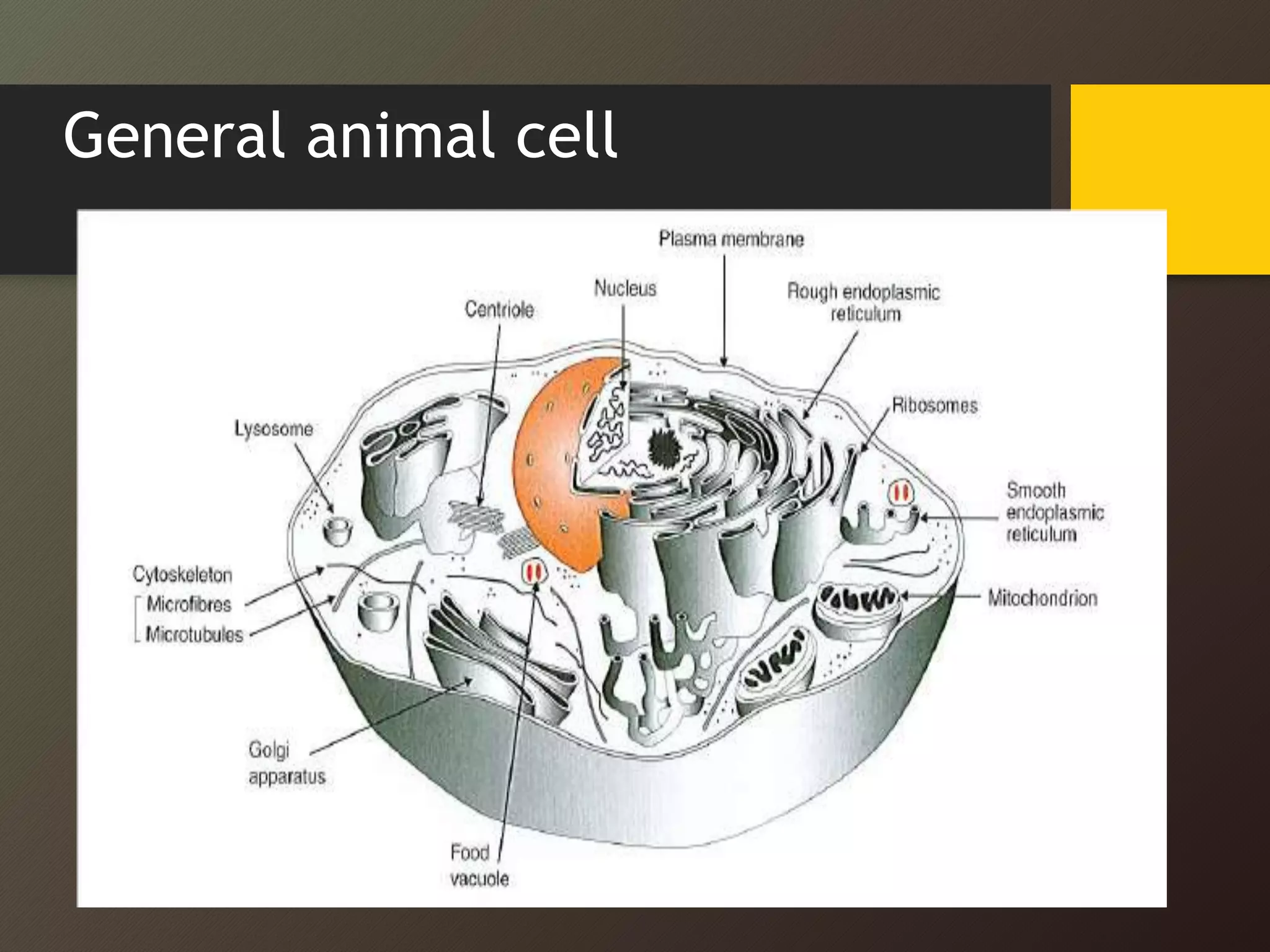 Cell structure & organisation | PPTX
