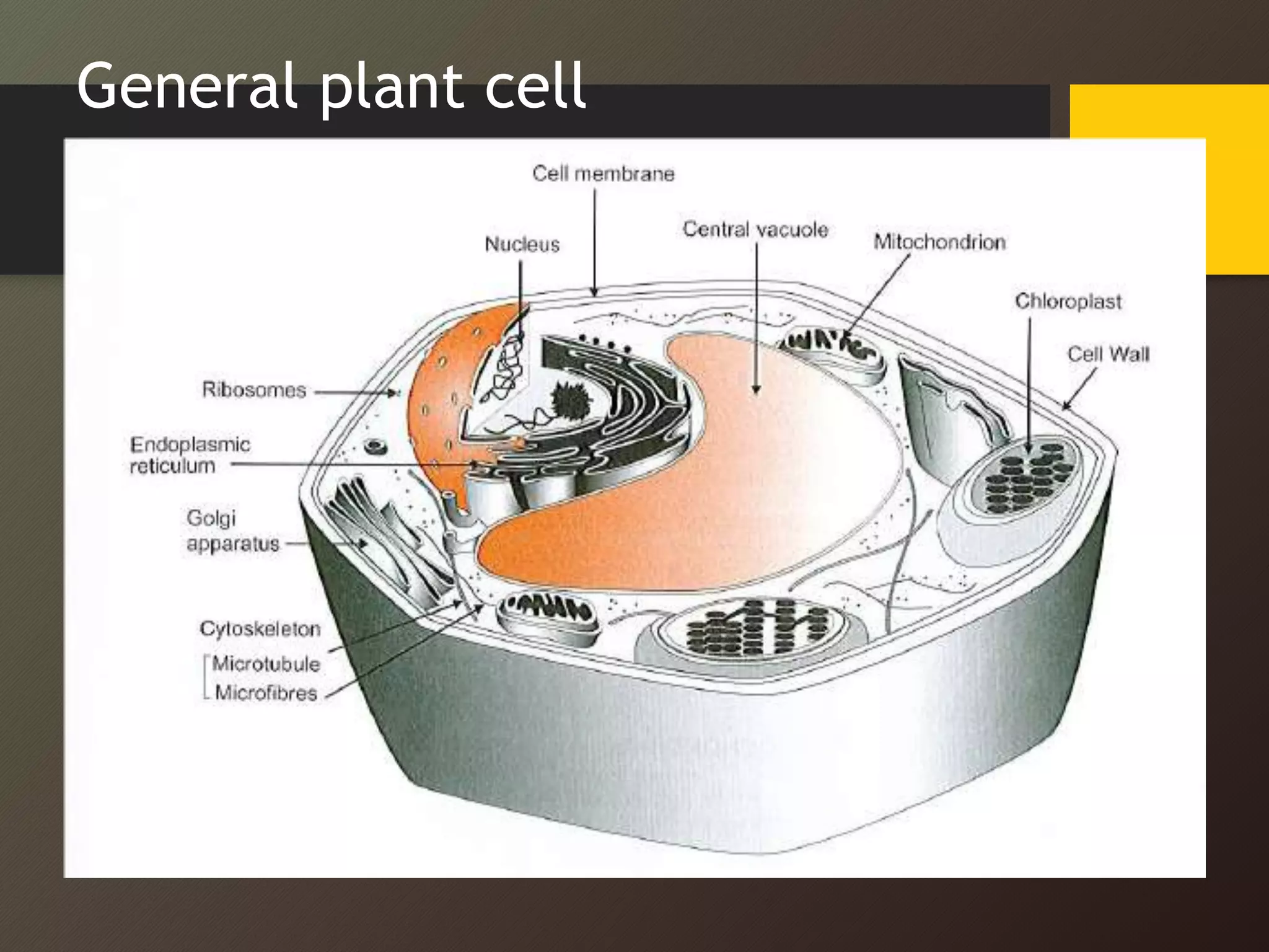 Cell structure & organisation | PPTX