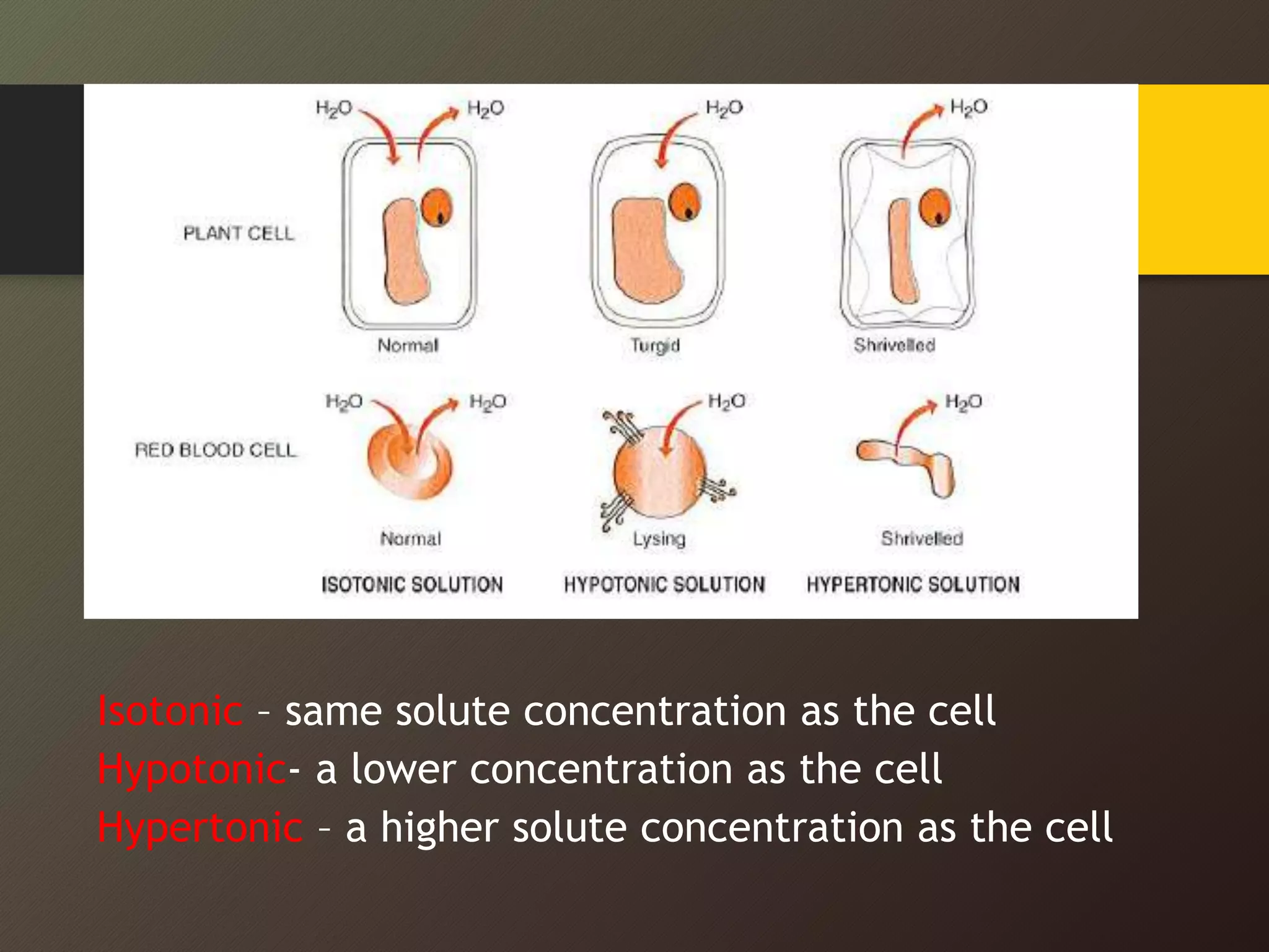 Cell structure & organisation | PPTX