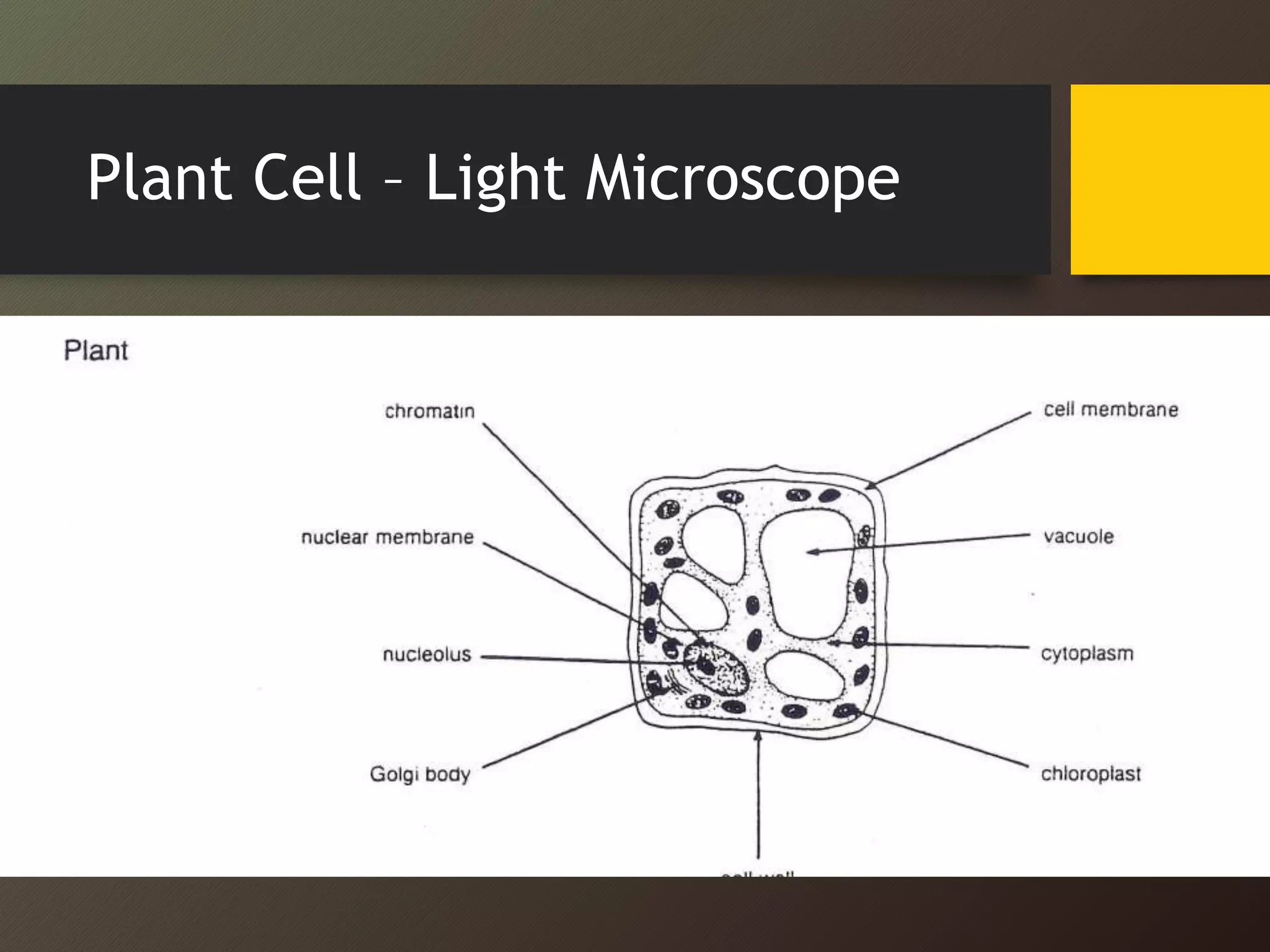 Cell structure & organisation | PPTX