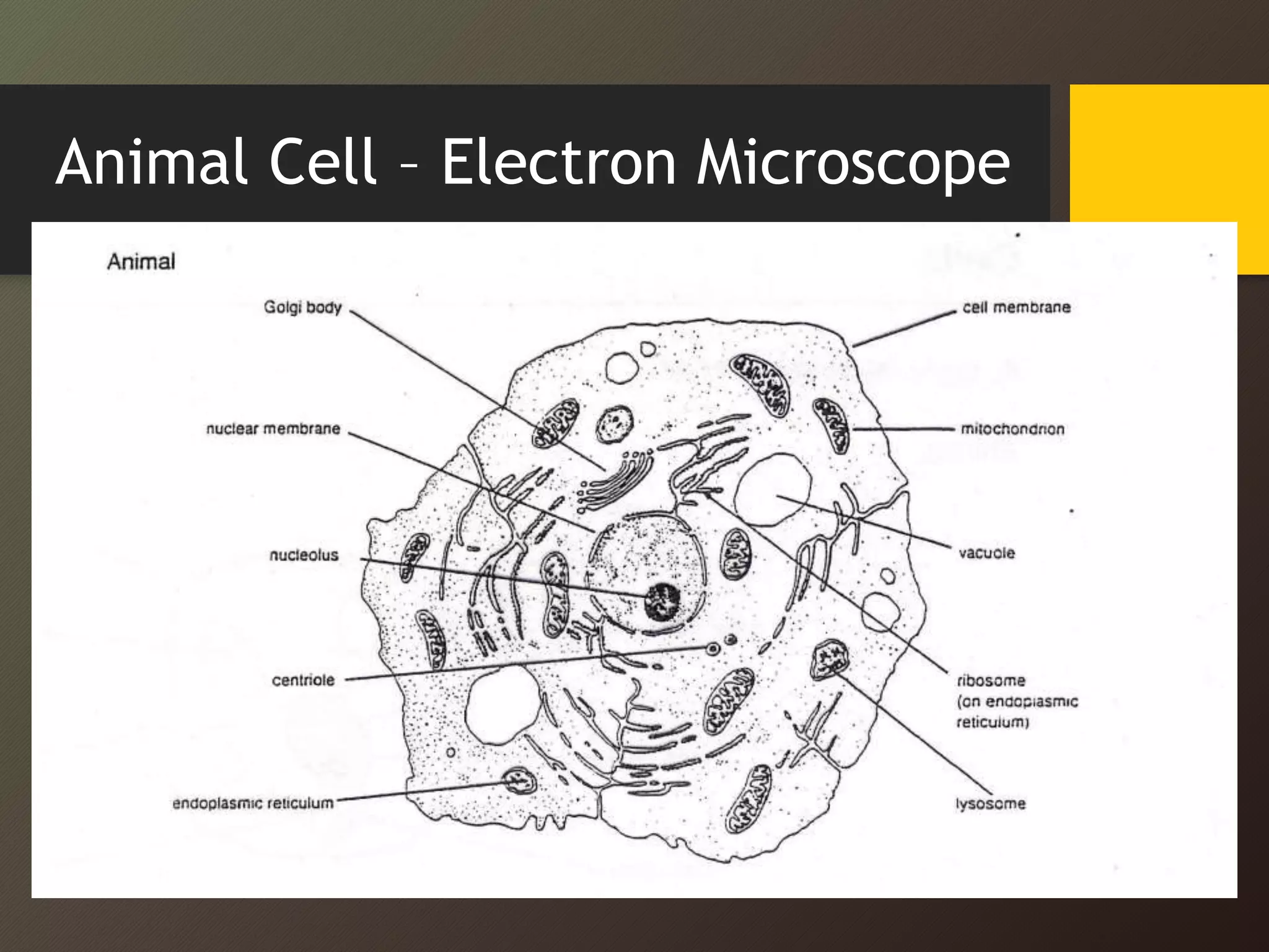 Cell structure & organisation | PPTX