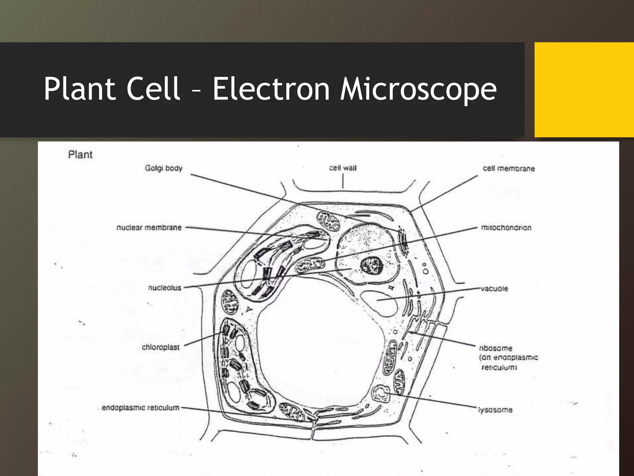 Cell structure & organisation | PPTX